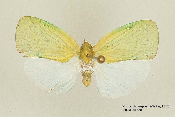 Papua Insects Foundation (Hemiptera/Leafhoppers)